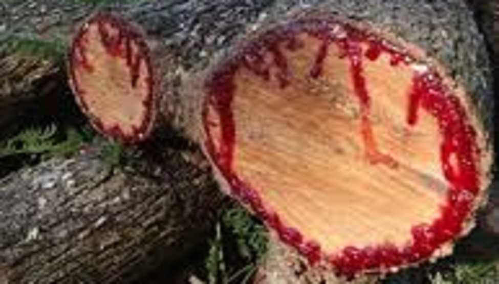 tree releases blood like humans after cut it known as bloodwood tree in ...