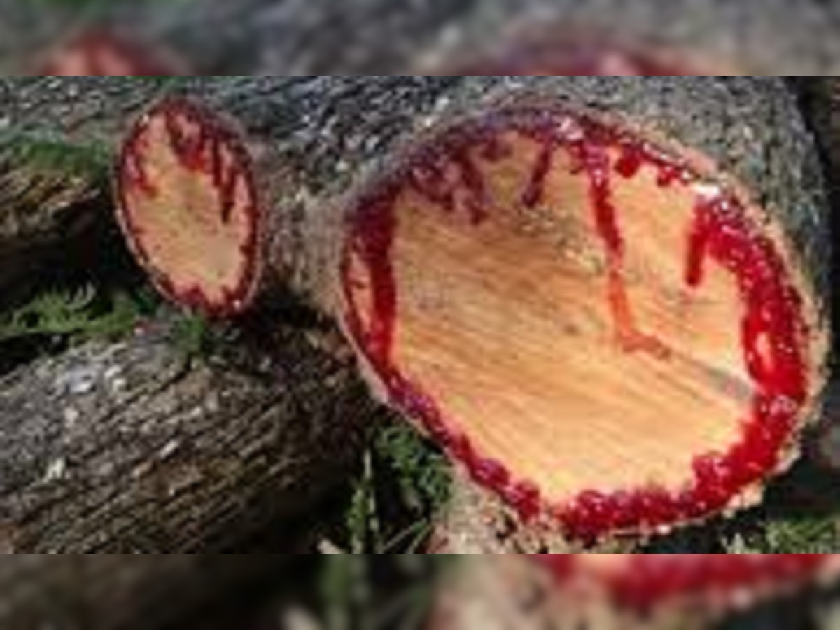 tree releases blood like humans after cut it known as bloodwood tree in ...
