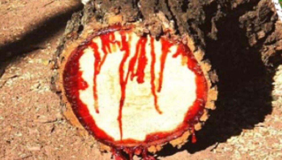 tree releases blood like humans after cut it known as bloodwood tree in ...
