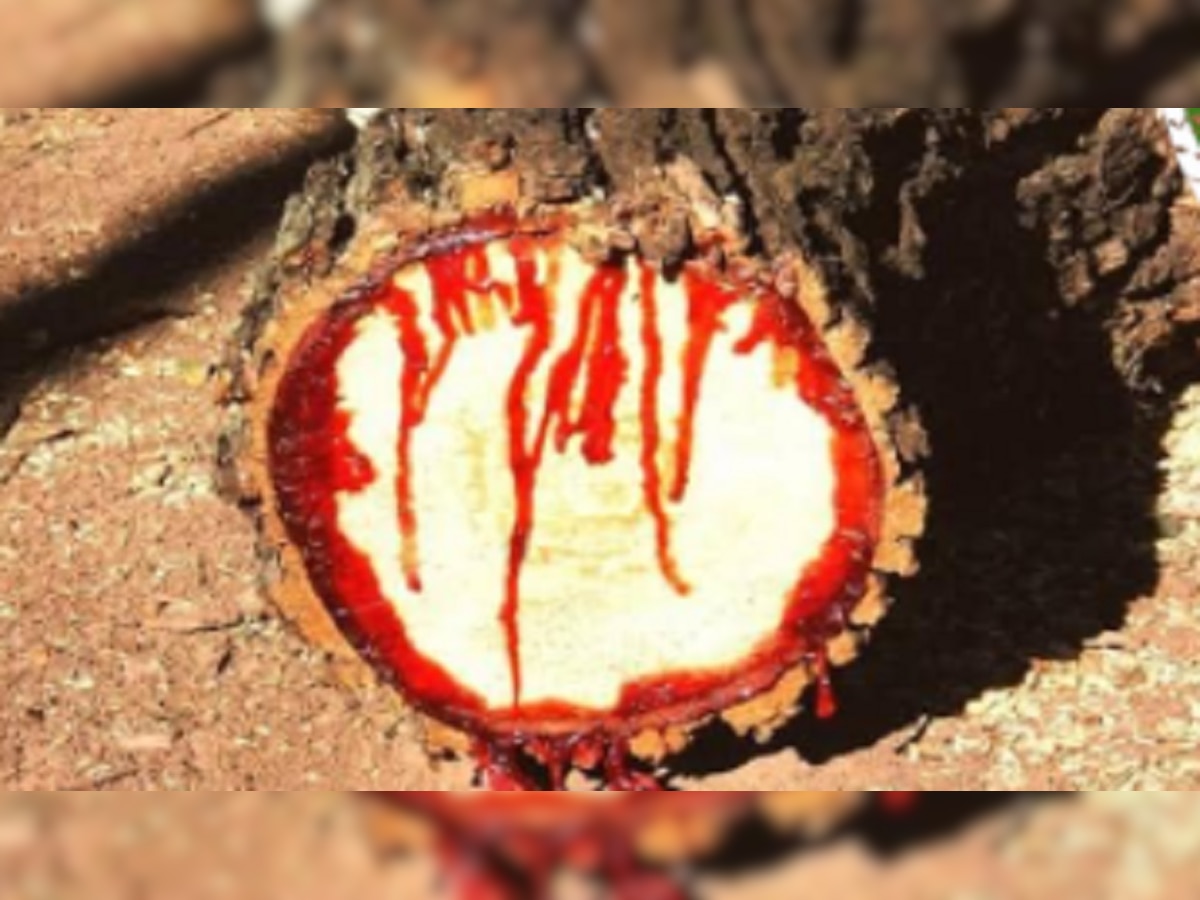 tree releases blood like humans after cut it known as bloodwood tree in ...