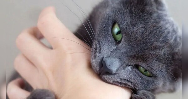 pet cat bite man dies even after fifteen operations in denmark पालतू ...