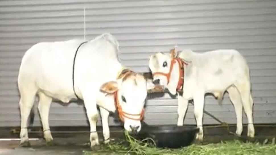 World smallest cow reached Indore know specialty of Punganur cow milk ...
