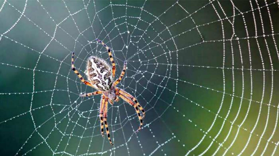 Vastu Tips spider web at home good or bad Vastu Shastra Astrology ...