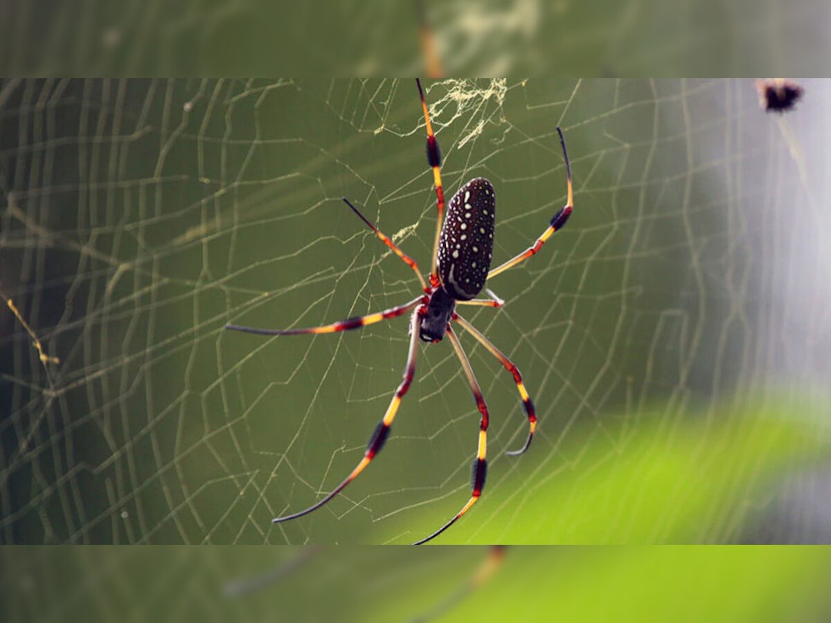 Vastu Tips spider web at home good or bad Vastu Shastra Astrology ...