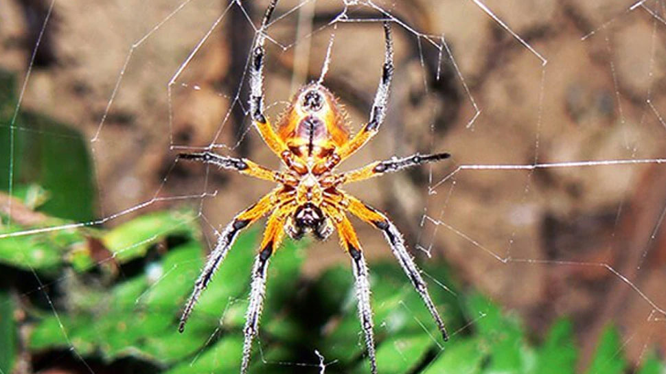 Vastu Tips spider web at home good or bad Vastu Shastra Astrology ...