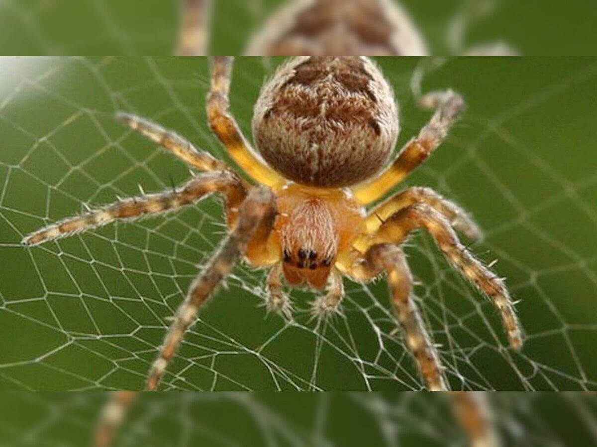 Vastu Tips spider web at home good or bad Vastu Shastra Astrology ...