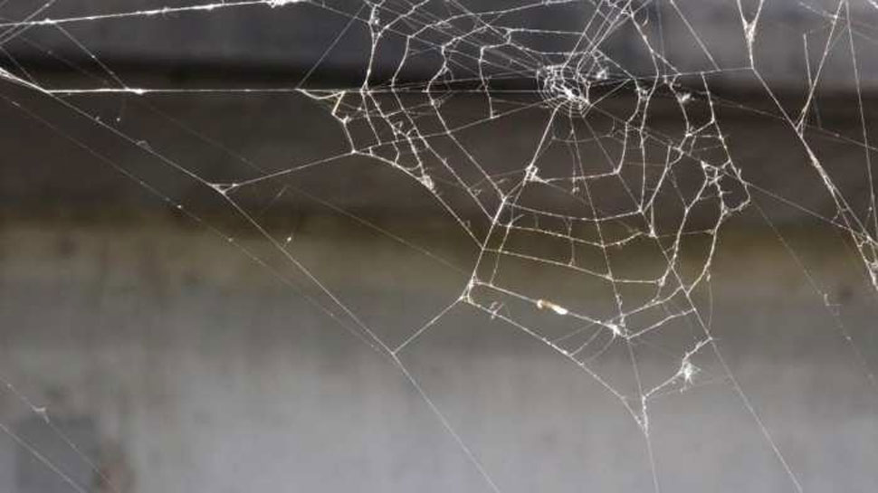 Vastu Tips spider web at home good or bad Vastu Shastra Astrology ...