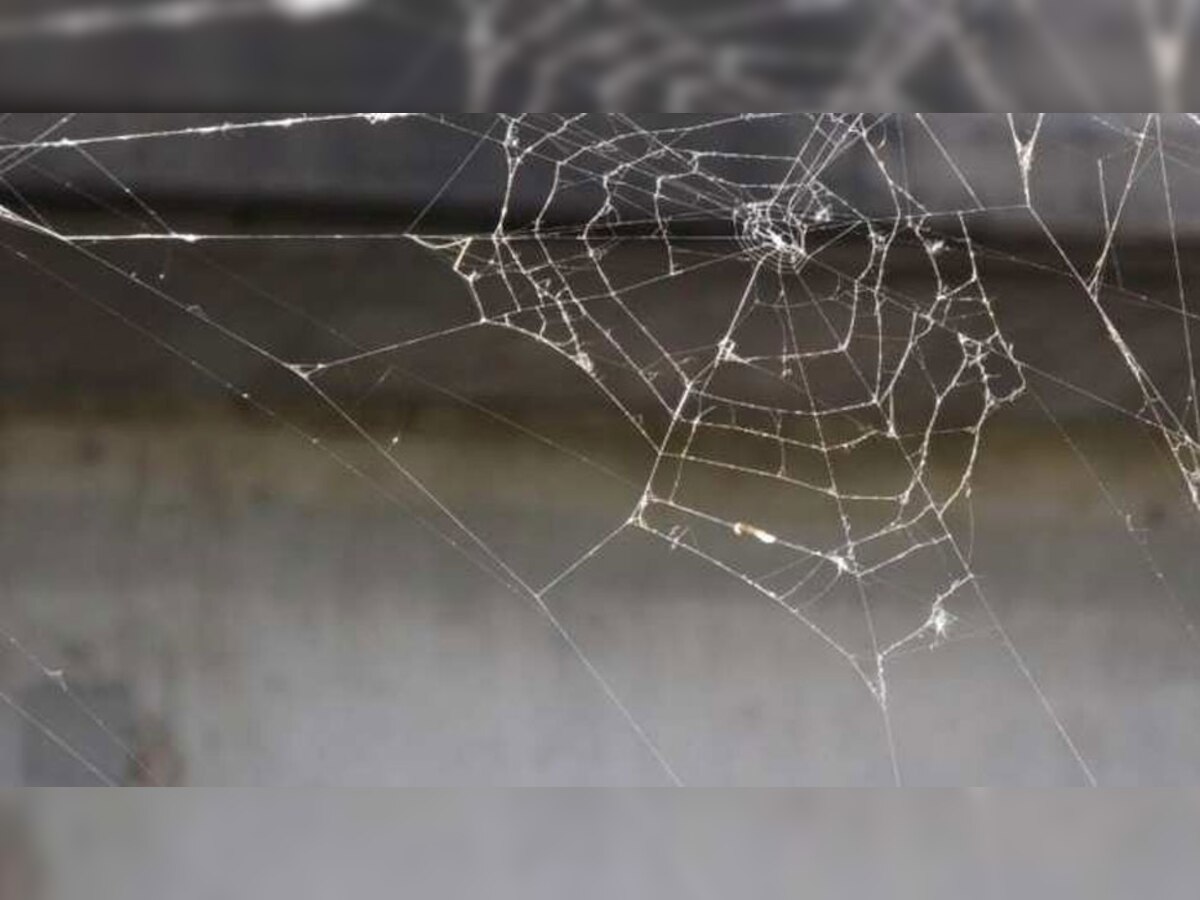 Vastu Tips spider web at home good or bad Vastu Shastra Astrology ...
