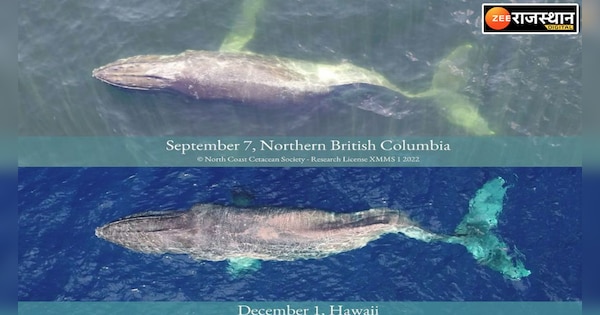 Science Facts Moon humpback whale moon travels 5000 k M from canada to ...