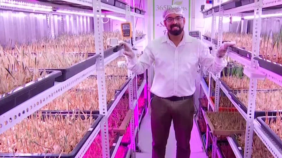 software engineer Shailesh Modak Started Saffron Farming In Maharashtra ... software engineer Shailesh Modak Started Saffron Farming In Maharashtra ...