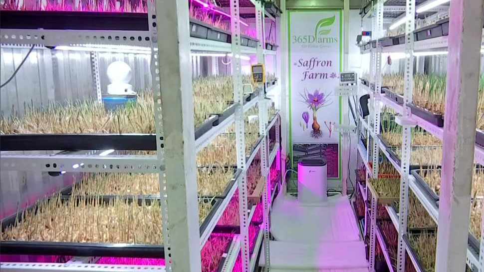 software engineer Shailesh Modak Started Saffron Farming In Maharashtra ... software engineer Shailesh Modak Started Saffron Farming In Maharashtra ...