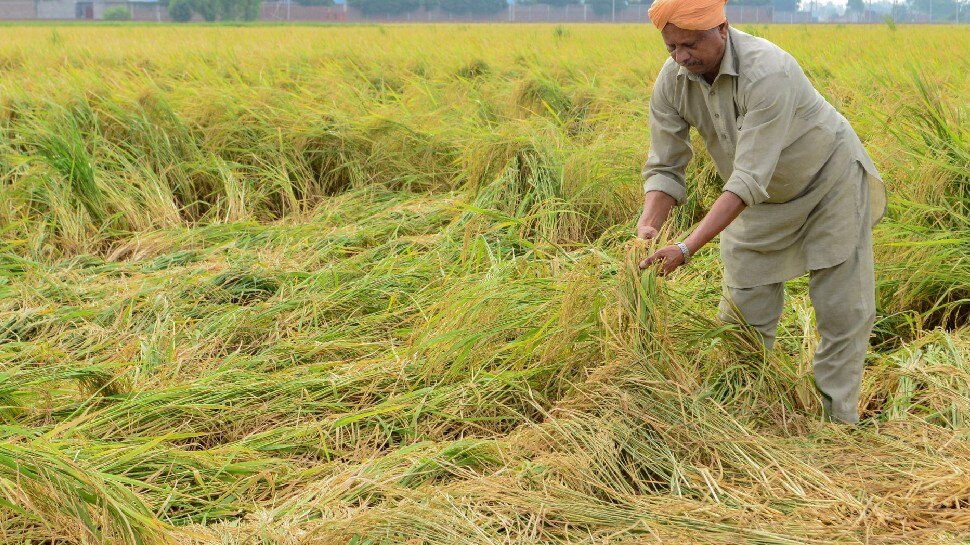 crop damage due to bad paddy seeds, National Consumer Commission order ...