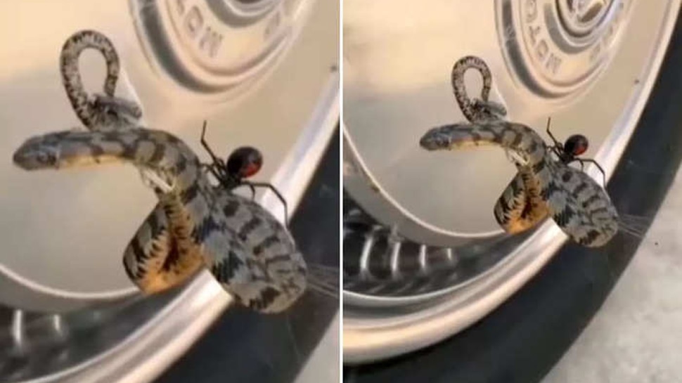 Snake-Spider Fight video: snake caught in spider web | Snake-Spider ...