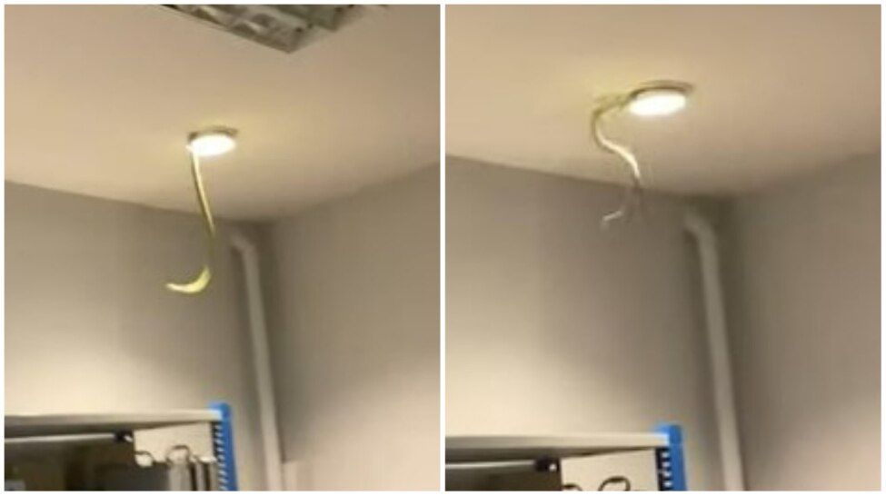 Wild Snake came in Office Through Ceiling Light watch video | Snake in ...