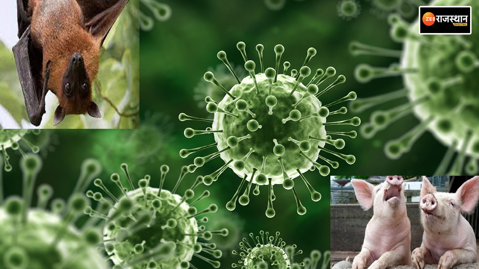 Nipah Virus spreading in humans from pigs and bats know the ways to ...