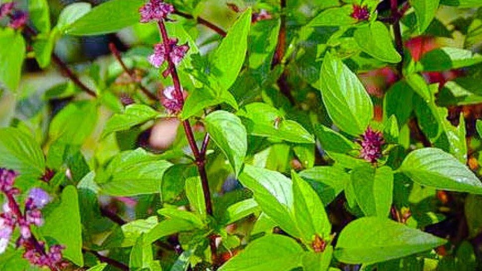 Vastu tips Why is Van Tulsi not planted at home in hindi Van Tulsi ko ...