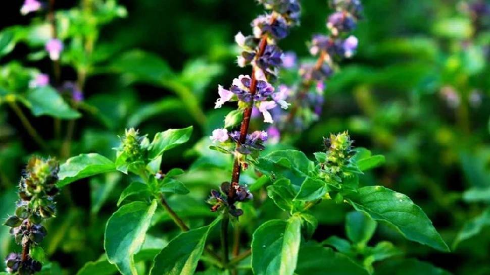 Vastu tips Why is Van Tulsi not planted at home in hindi Van Tulsi ko ...