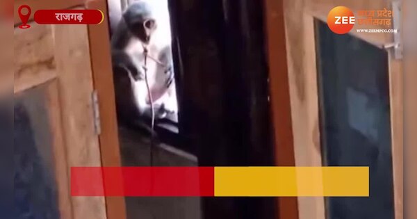 miscreant monkey harassed muslim family Touqueer Ahmed took reach ...