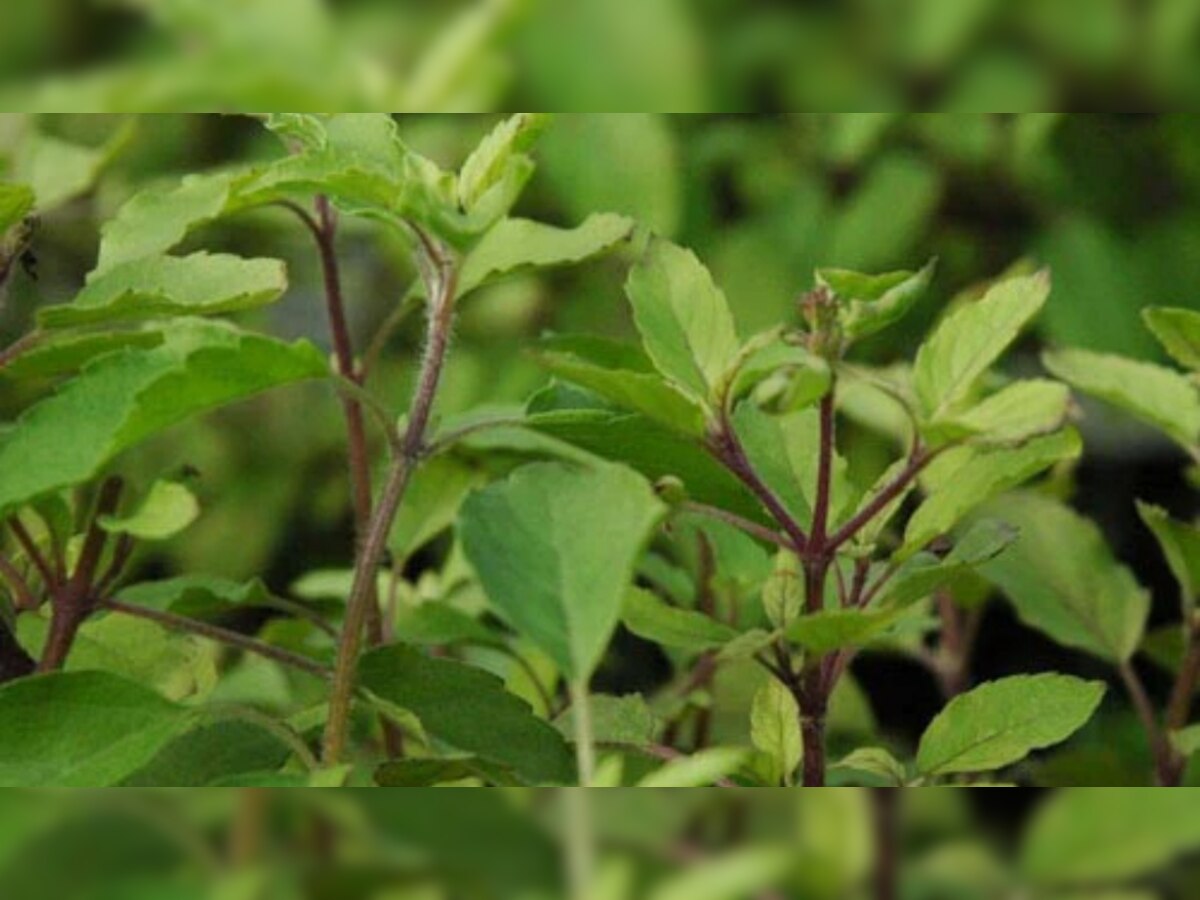 Vastu tips Dry tulsi plant indicate bad and problems in future | Dry ...