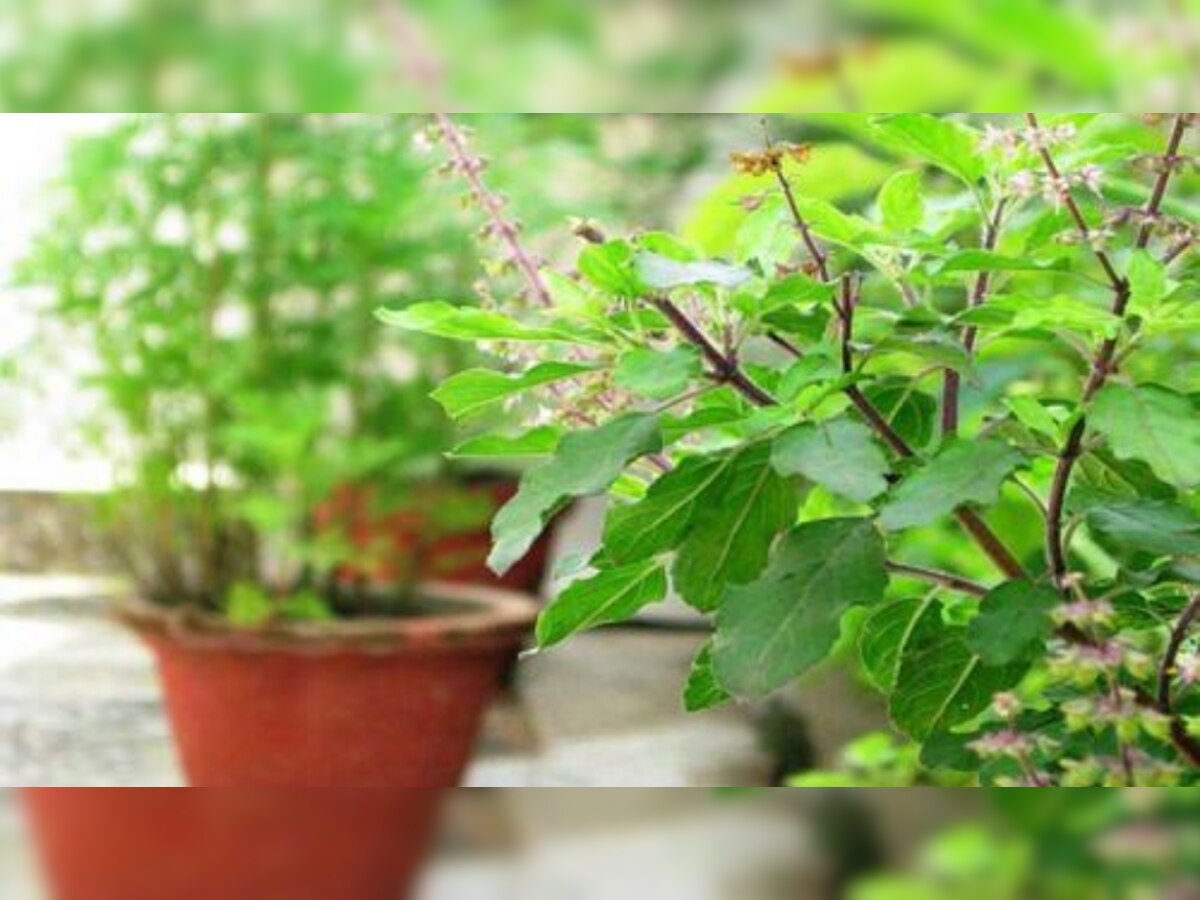 Vastu tips Dry tulsi plant indicate bad and problems in future | Dry ...