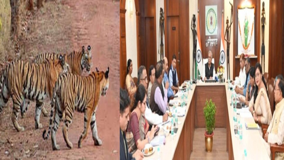 Entry of Tiger of MP will be in Chhattisgarh increase number of tigers ...