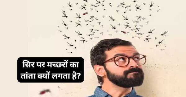 mosquito is flying over your head know these very interesting reason ...