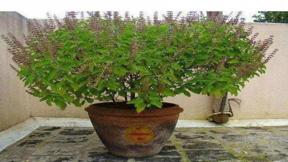 tulsi plant worship at home keep this thing under tulsi plant for good ...