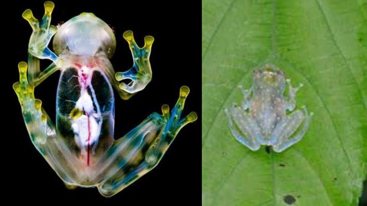transparent glassfrogs suddenly disappears while sleeping not visible ...