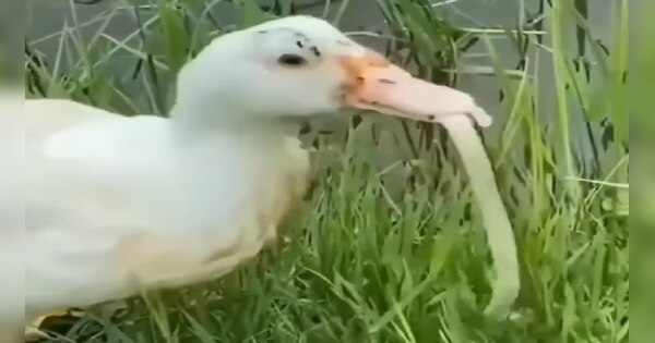 snake swallowed by duck alive near a pond video goes viral on social ...