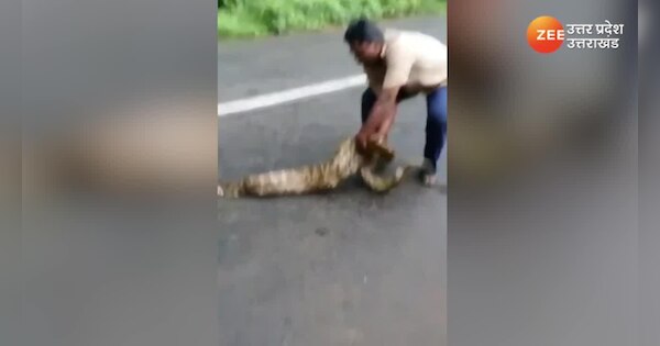 Python Viral video sanke swallowed complete animal man pulled out ...
