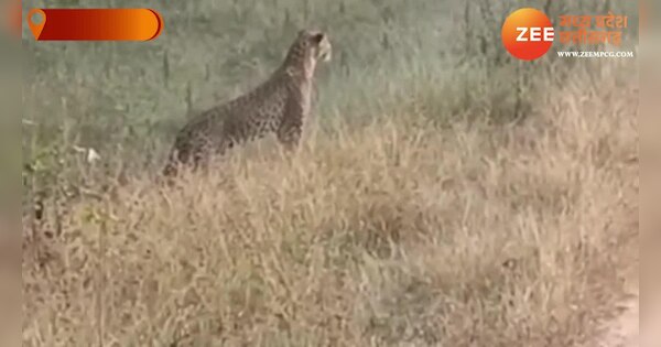 dog ran faster than leopard failed attempt to hunt tendue ne kiya kutte ...