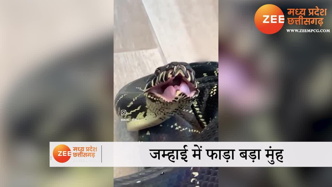 black king cobra yawning watch sleeping kobra video sota hua sanp ne ...