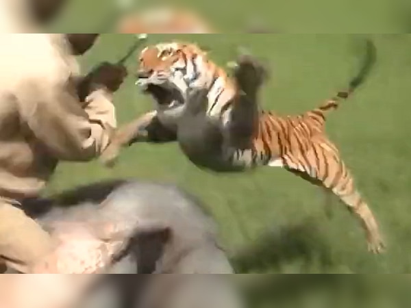 tiger attack on mahout the elephant rider when he enters near field ...