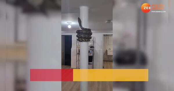 Python climbed inside house standing on pillar watch Shocking Video ...