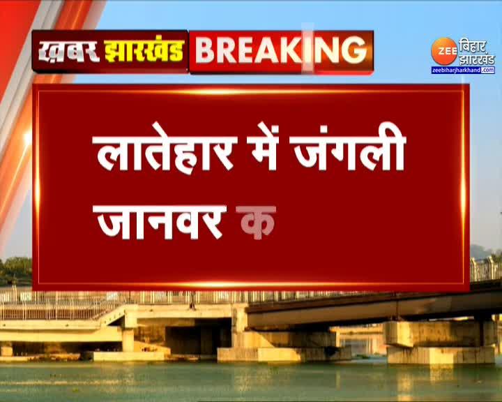 Jharkhand News : Attack of wild animal in Latehar... feared to be ...