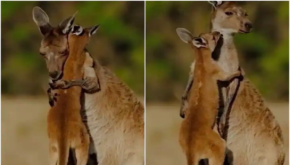 kangaroo hugging and kissing its baby internet users got emotional with ...