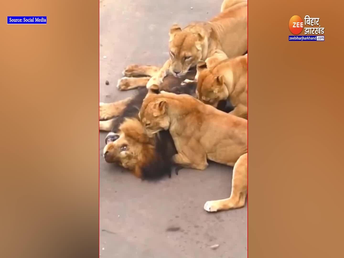 Babbar lion became the victim of lionesses weak hearted people should ...