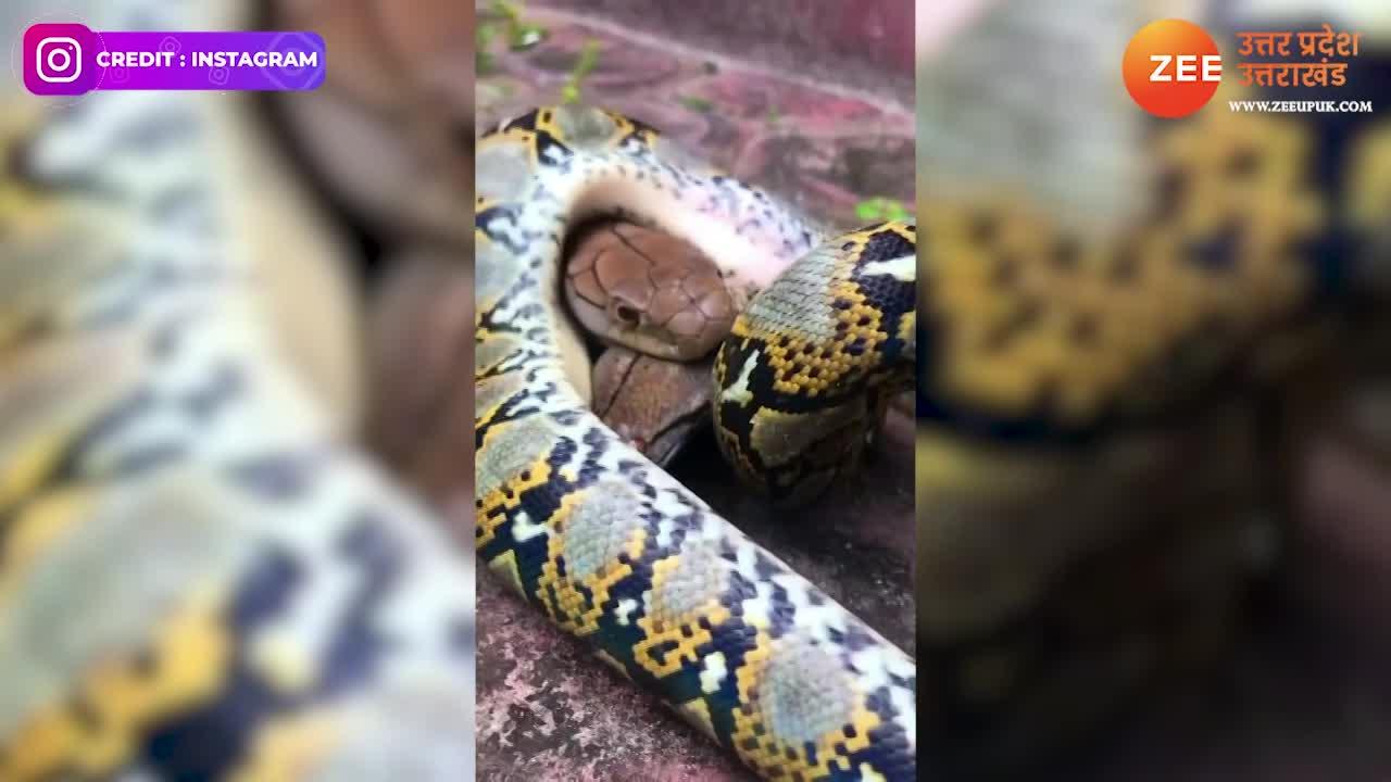dangerous cobra snake swallowed python ajgar snakes bite animal ATUP ...