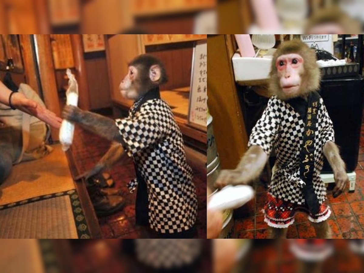 monkeys serve as waiter & toilet food japanese restaurant get bananas ...