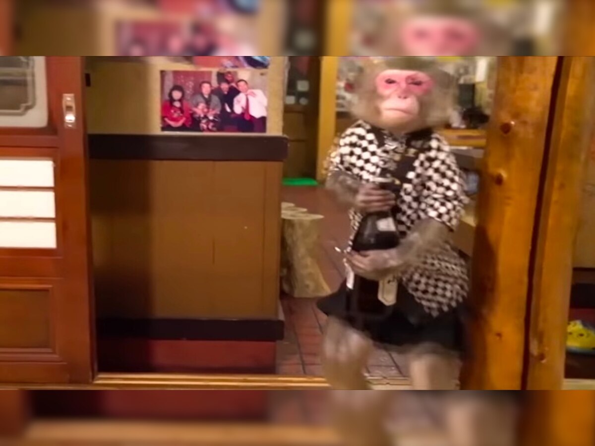 monkeys serve as waiter & toilet food japanese restaurant get bananas ...