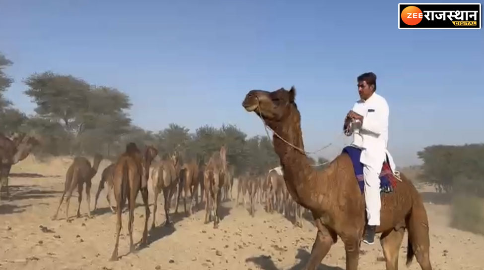 Unique camel love of a pradhan of Rajasthan enjoyed camel ride ...