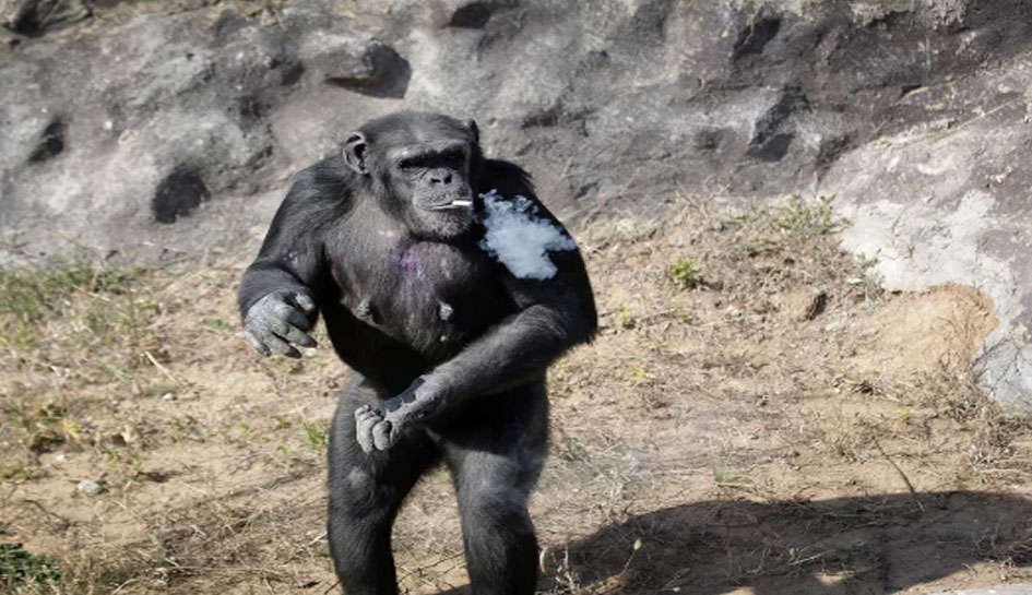 Bizarre Female chimpanzee makes rings from cigarette smoke 40 ...