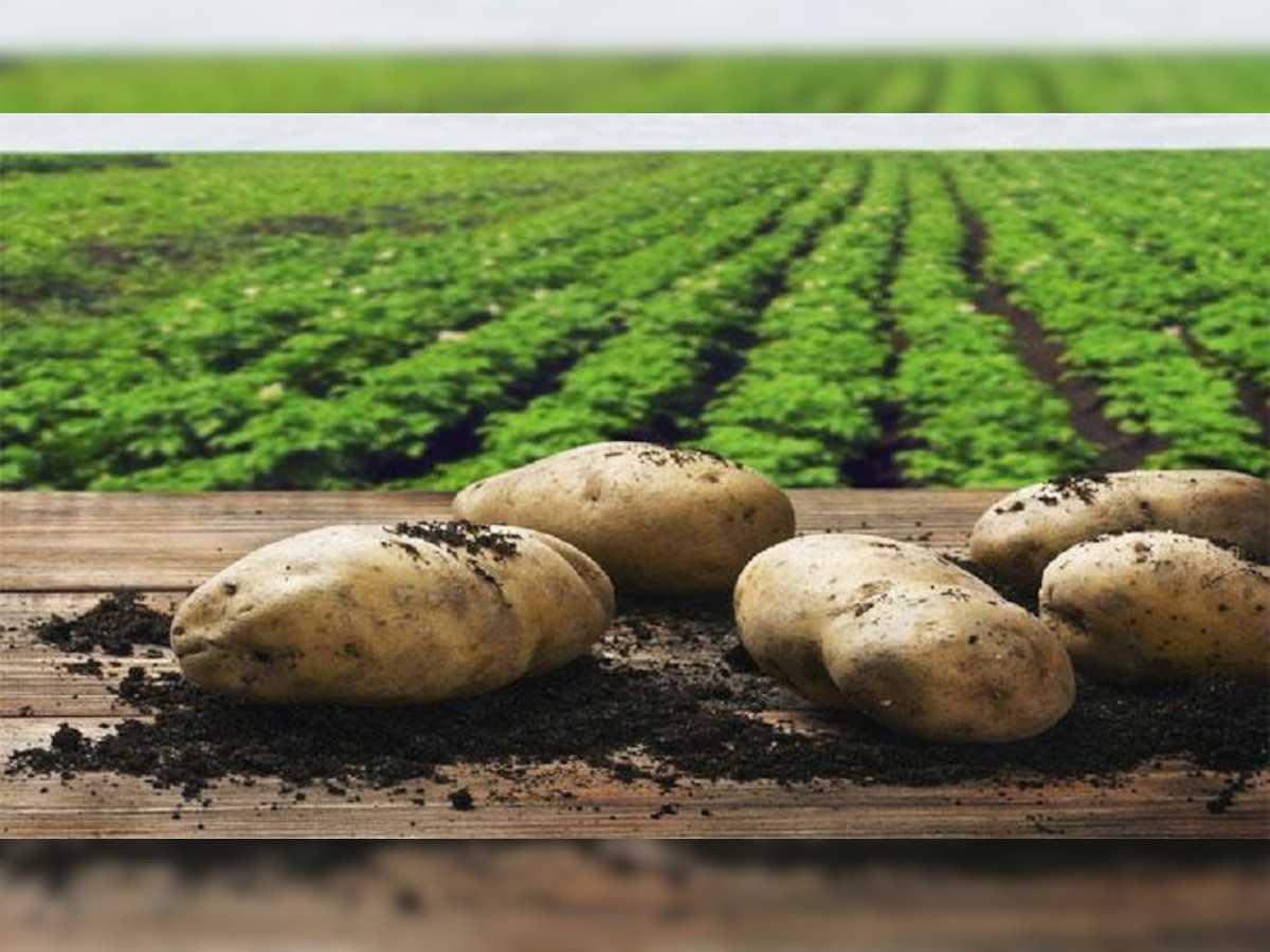 orogin of potato king of vegetables comes from where unknown facts ...