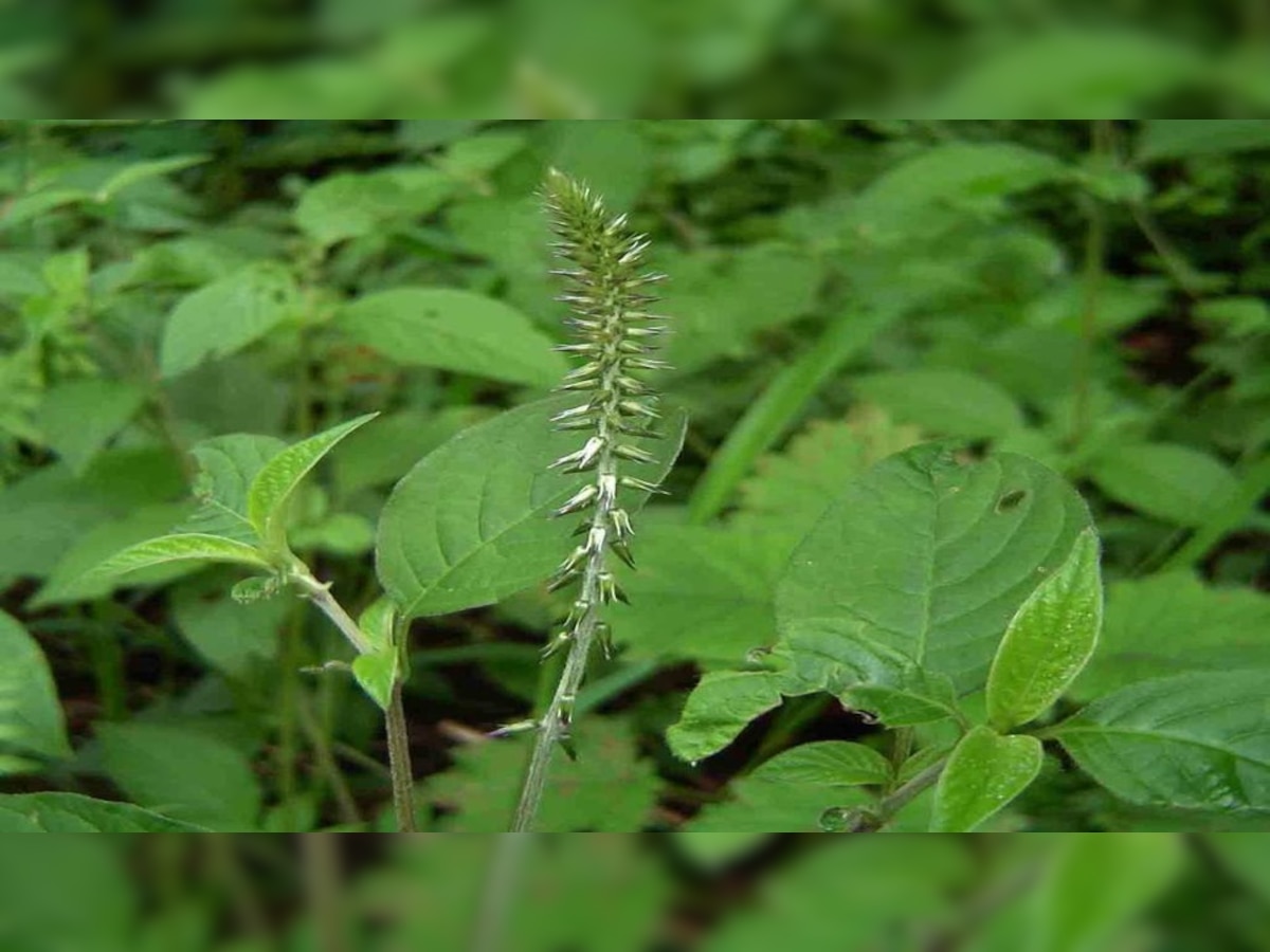 Apamarga Plant: बड़ी से बड़ी समस्या को भी दूर कर देती है इस पौधे की जड़ ...