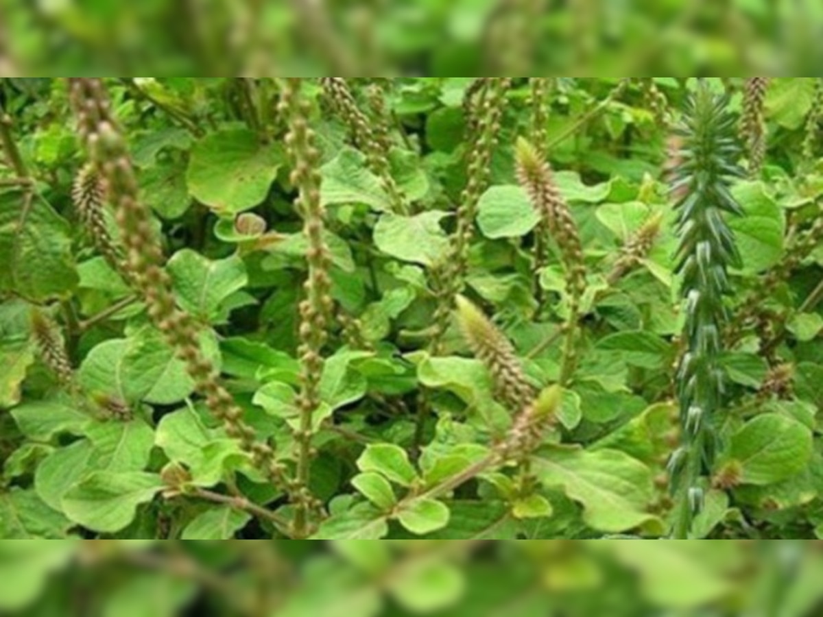 Apamarga Plant: बड़ी से बड़ी समस्या को भी दूर कर देती है इस पौधे की जड़ ...