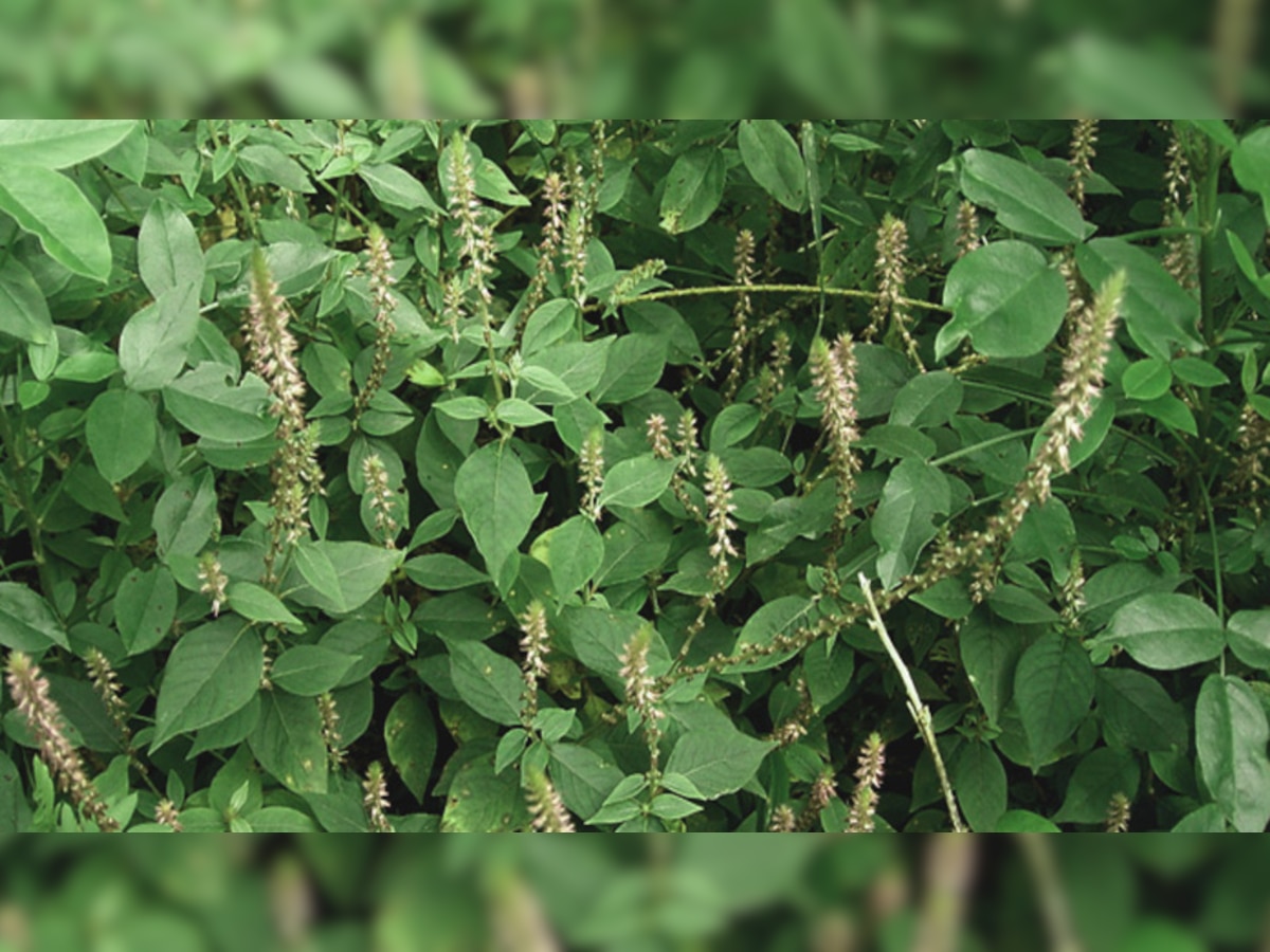 Apamarga Plant: बड़ी से बड़ी समस्या को भी दूर कर देती है इस पौधे की जड़ ...