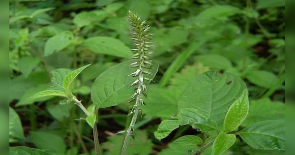 Apamarga Plant: बड़ी से बड़ी समस्या को भी दूर कर देती है इस पौधे की जड़ ...