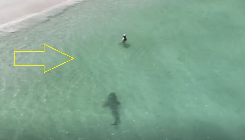 shark chasing swimmer in water terrifying drone video near beach in ...
