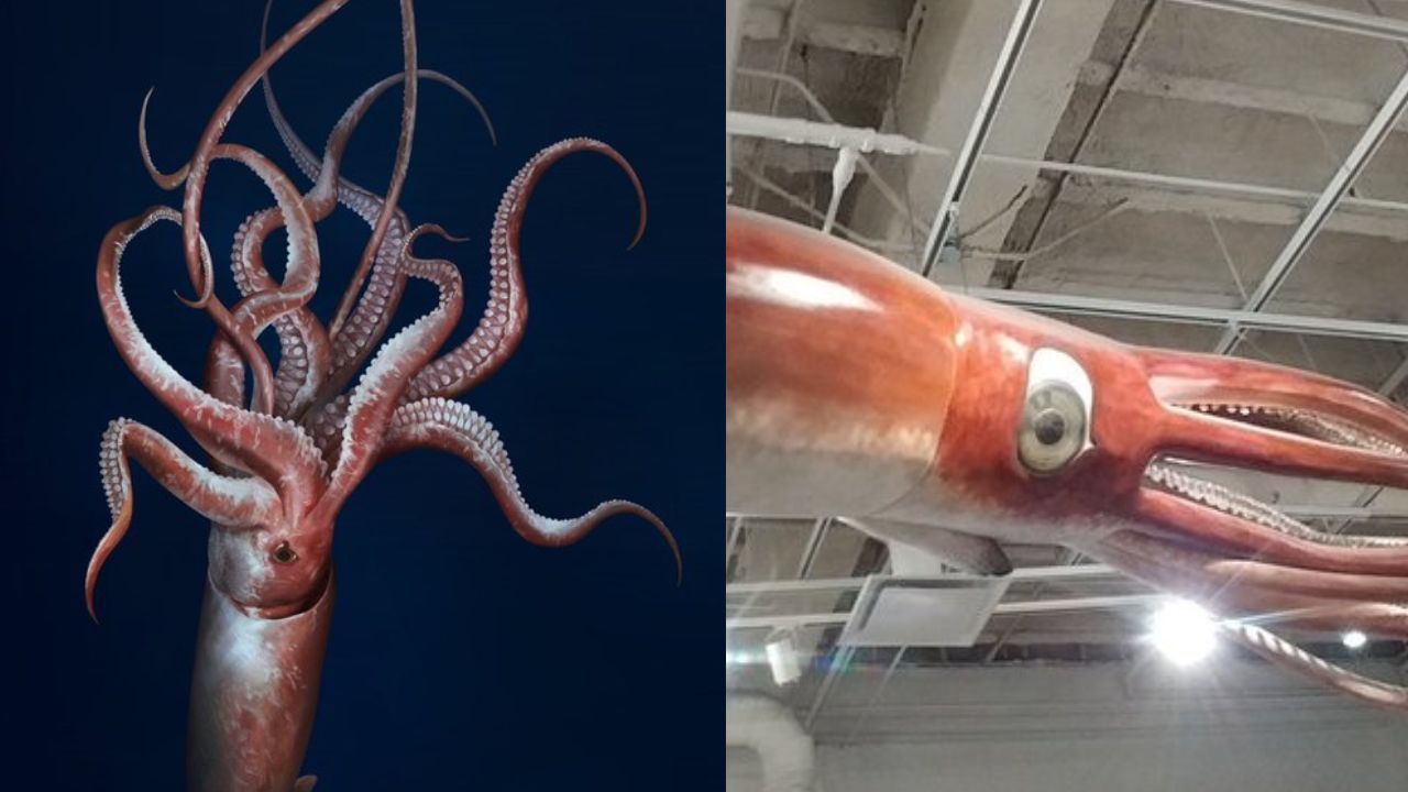 colossal squid Sea Creature is the creature with the largest eye in the ...