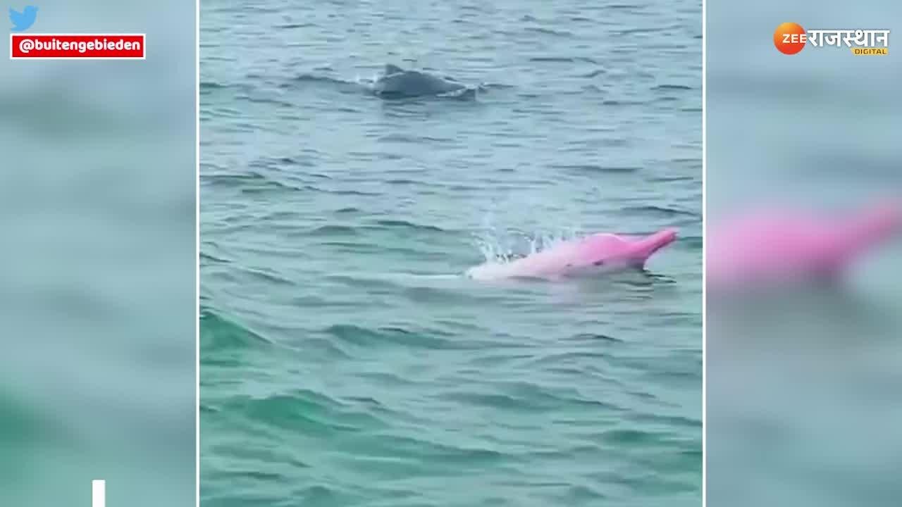 Pink dolphin seen in the sea people got confused did it come from ...